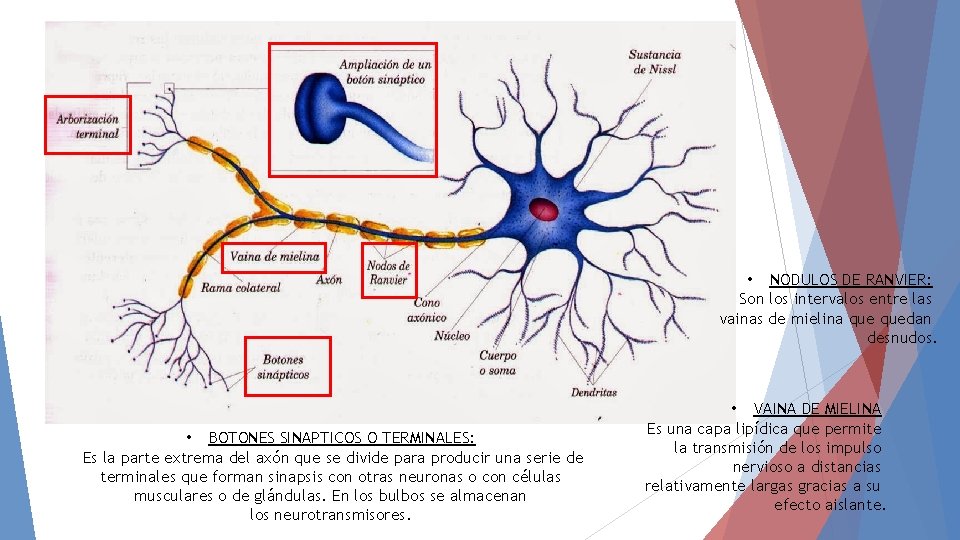 SISTEMA NERVIOSO 4ao Biologa Temario Neurona Generacin del