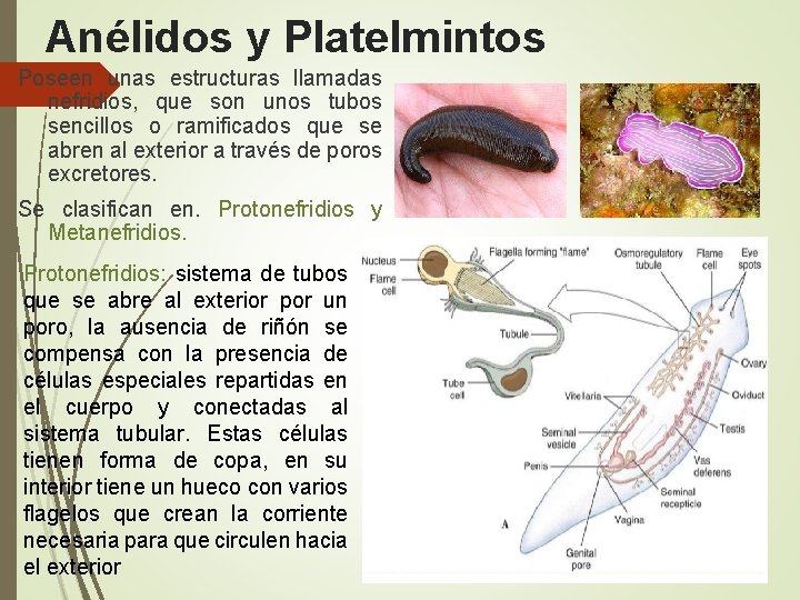 La excrecin en los animales La actividad metablica