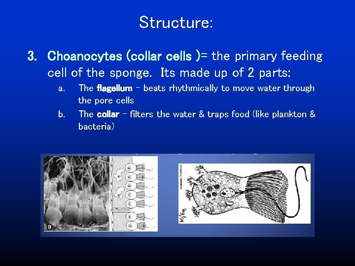 Kingdom Animalia Made up of VERTEBRATES and Review