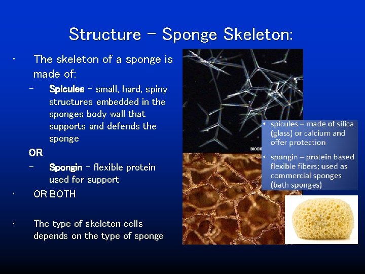 Kingdom Animalia Made up of VERTEBRATES and Review