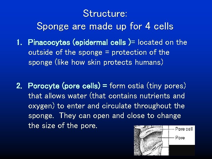 Kingdom Animalia Made up of VERTEBRATES and Review