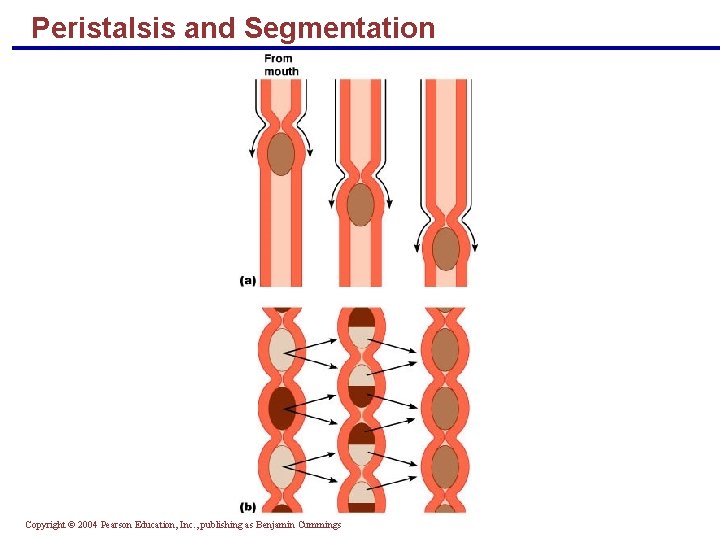 DIGESTIVE SYSTEM Copyright 2004 Pearson Education Inc publishing