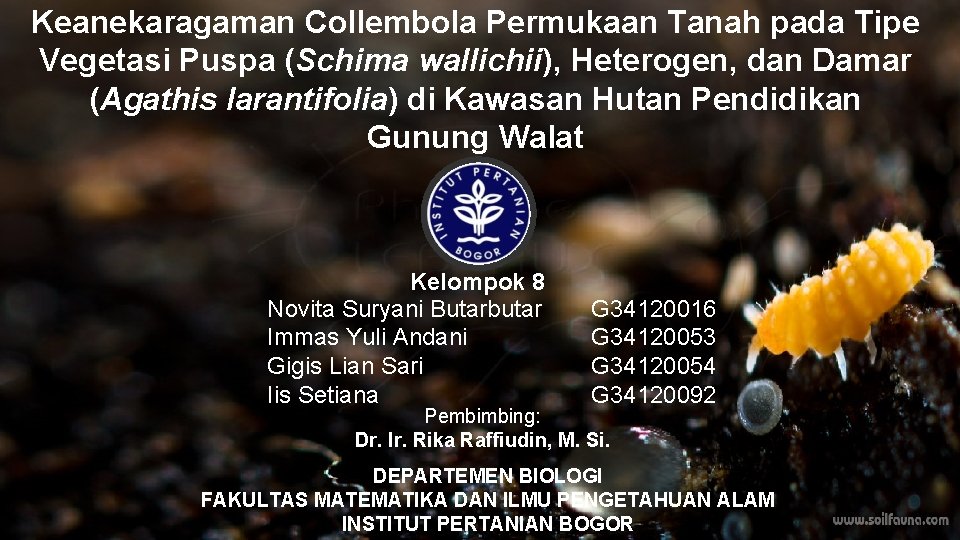 Keanekaragaman Collembola Permukaan Tanah pada Tipe Vegetasi Puspa