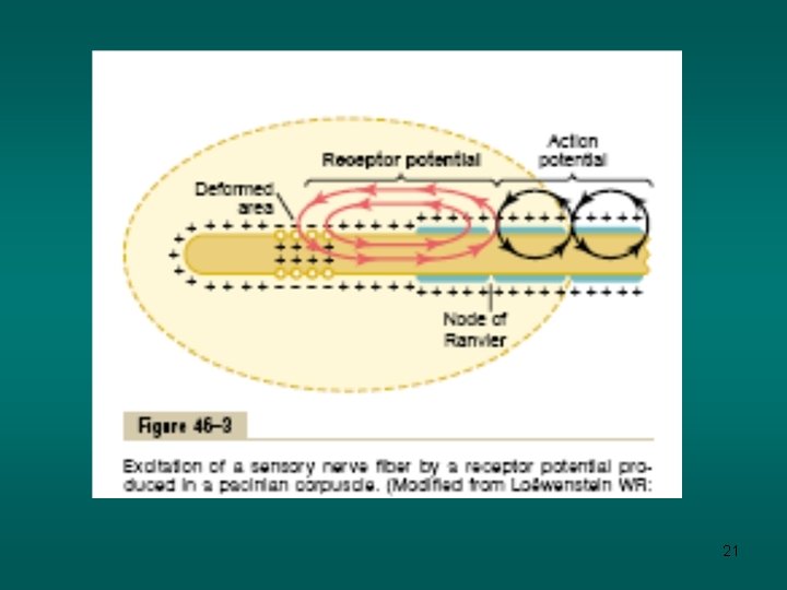 SENSORY SYSTEM LECTURE 1 RECEPTORS DR ZAHOOR ALI
