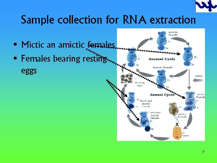Rotifer resting eggs Nadav Y Denekamp National Institute