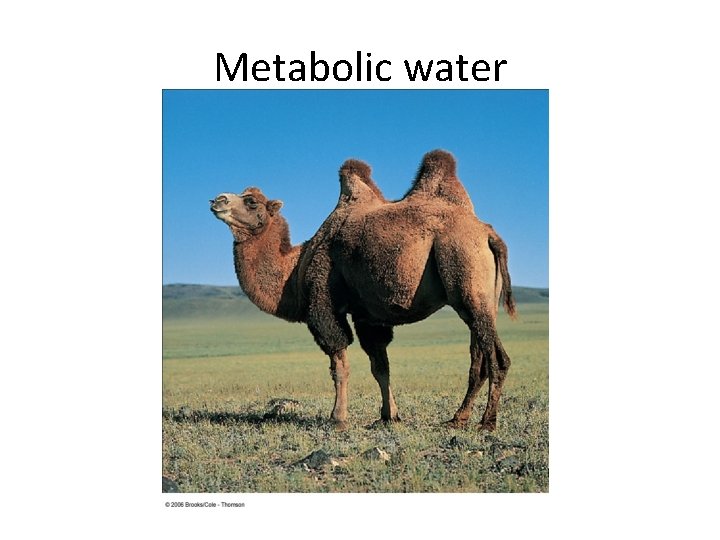 Lipid Metabolism Learning Objectives How Are Lipids Involved