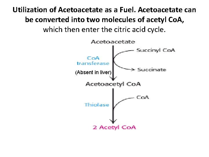 Lipid Metabolism Learning Objectives How Are Lipids Involved
