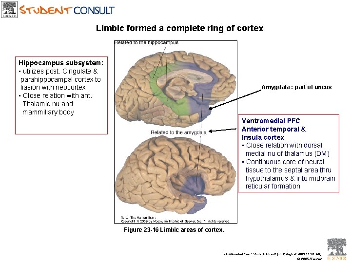 Drives and emotions the hypothalamus and limbic system