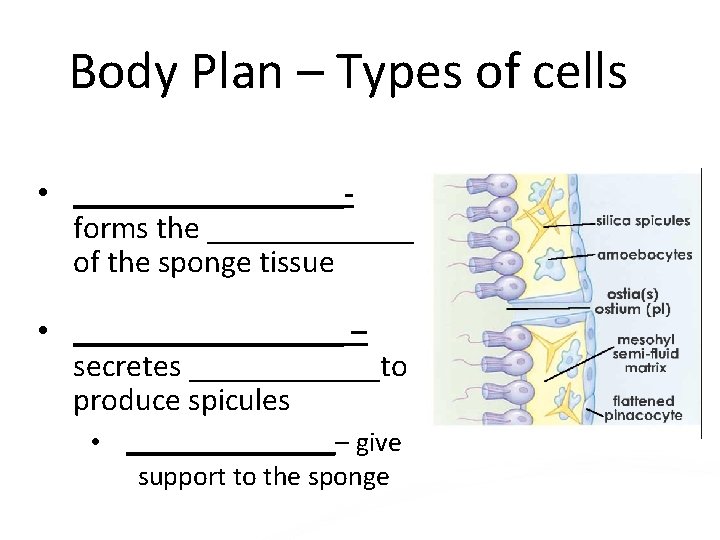 Phylum Porifera Sponges Body Plan Parts Body Plan