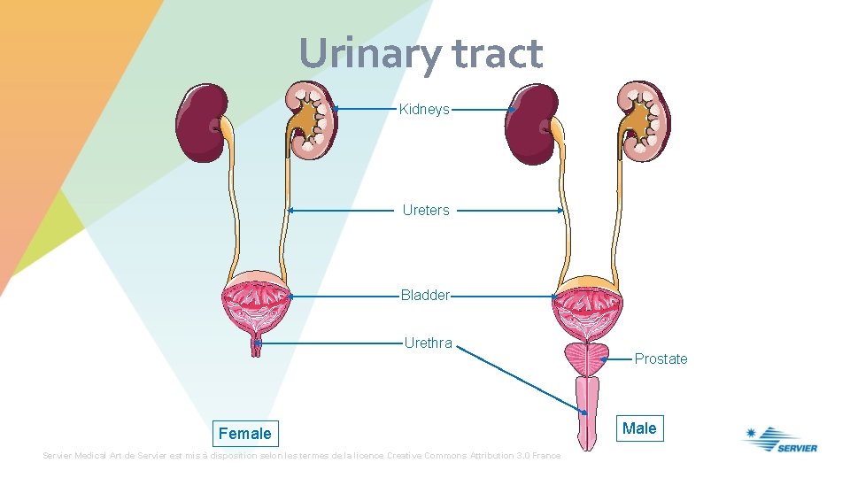 A service provided to medicine by Urinary system