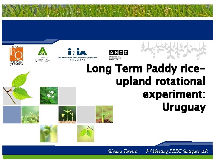 Long Term Paddy riceupland rotational experiment Uruguay Silvana