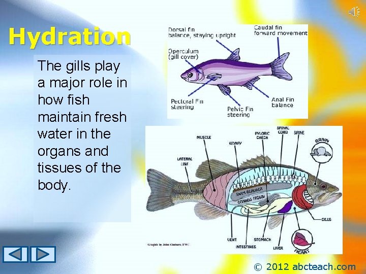 Freshwater Ecosystems Hydration Living on Planet Earth 2012