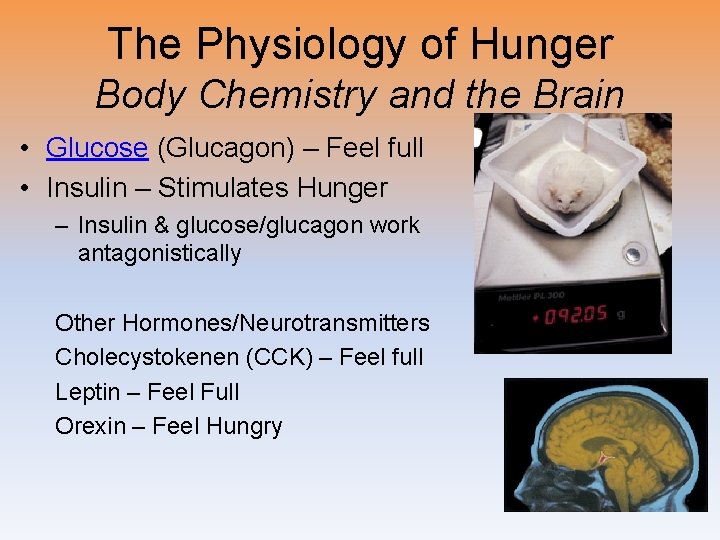 The Physiology of Hunger Contractions of the stomach