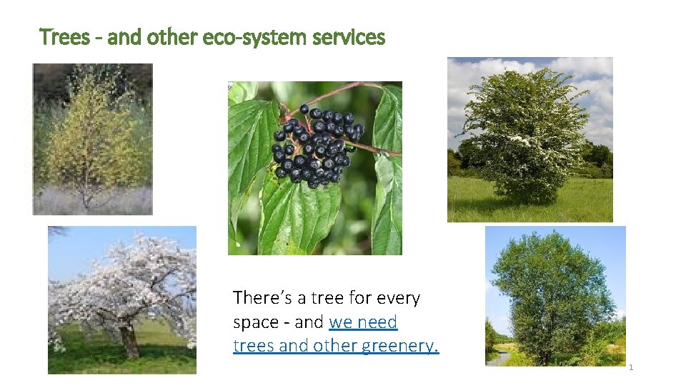 Trees and other ecosystem services Theres a tree