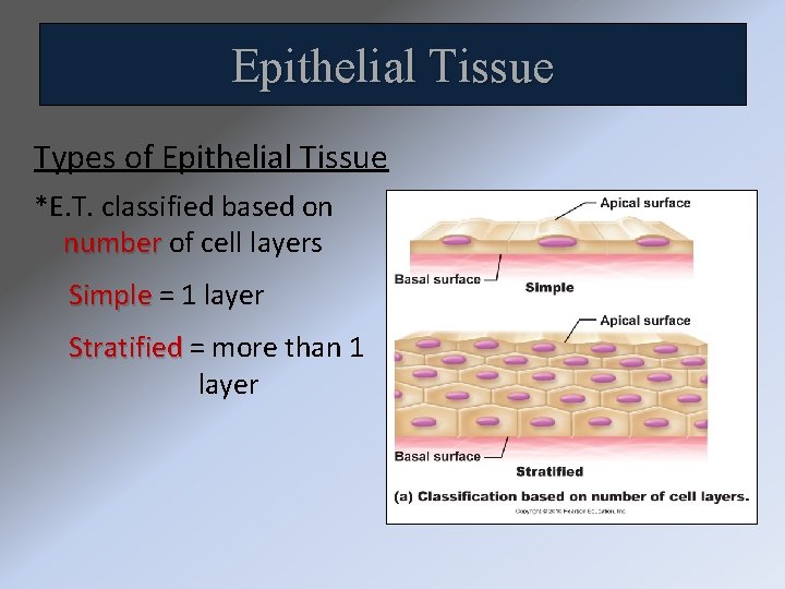 Chapter 4 Tissue The Living Fabric Section 1