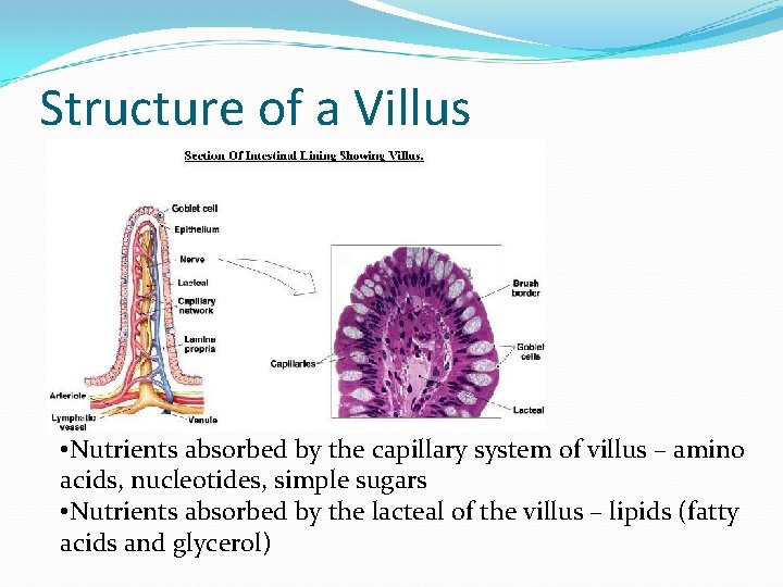 The Digestive System Objectives 1 State the purpose