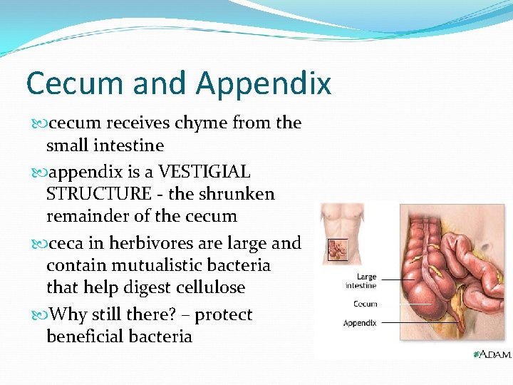 The Digestive System Objectives 1 State the purpose