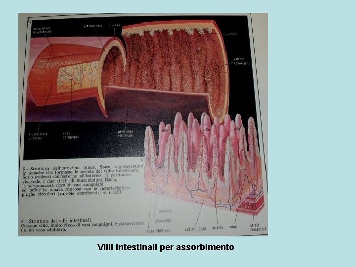 Apparato digerente morfologia Struttura apparato digerente Bocca denti