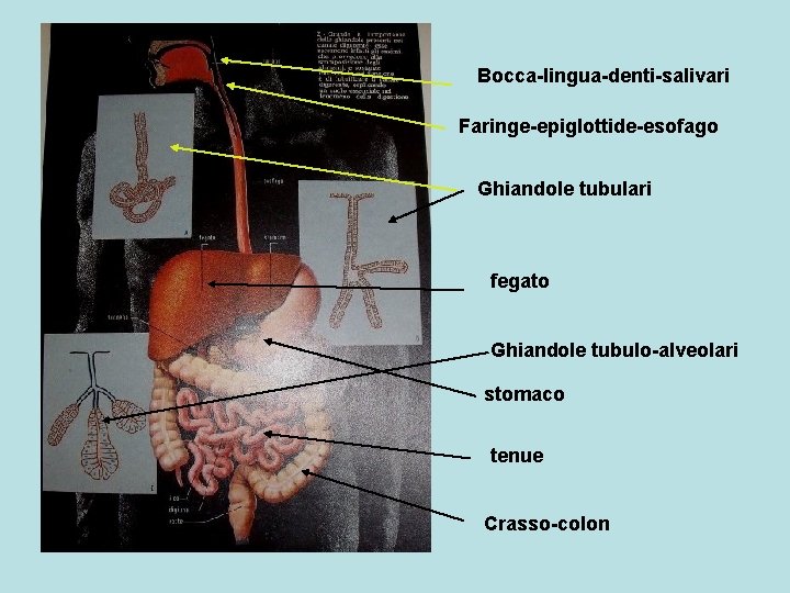 Apparato digerente morfologia Struttura apparato digerente Bocca denti
