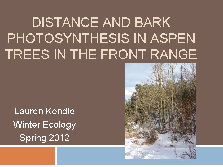 DISTANCE AND BARK PHOTOSYNTHESIS IN ASPEN TREES IN