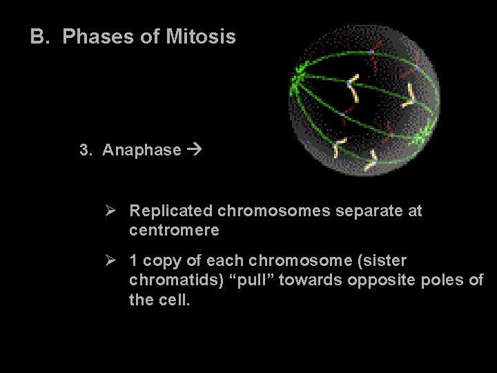 Cell Division Mitosis and Meiosis I Background Information