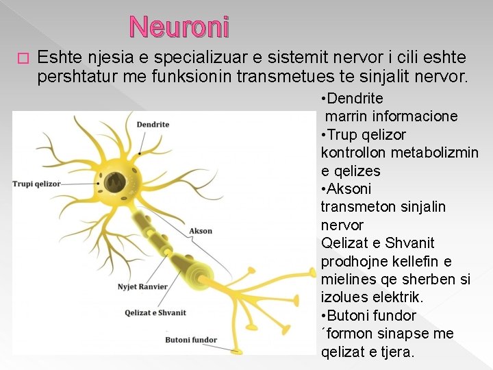 Klasa 10 Biologji Temat Sistemi nervor Harku refleks