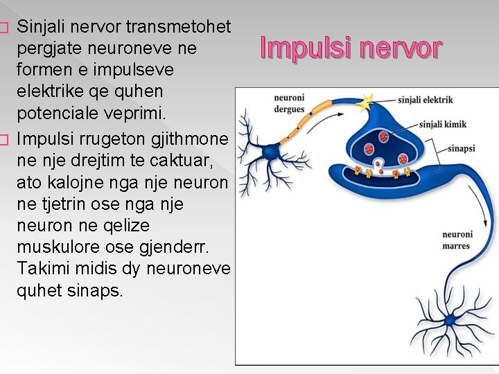 Klasa 10 Biologji Temat Sistemi nervor Harku refleks