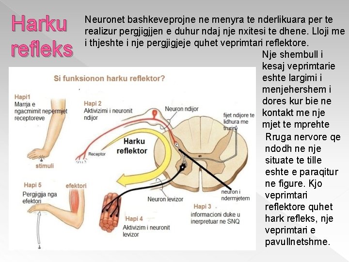Klasa 10 Biologji Temat Sistemi nervor Harku refleks