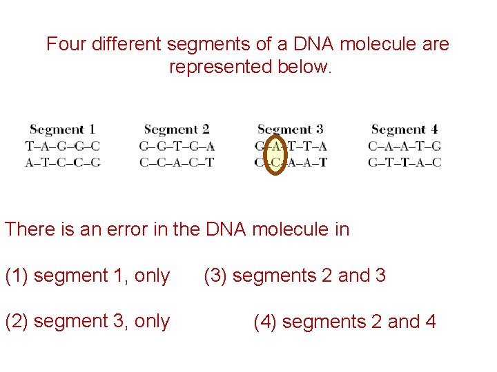 Four different segments of a DNA molecule are