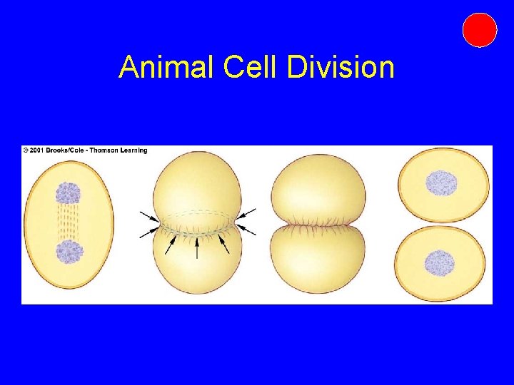 How Cells Reproduce Chapter 8 Understanding Cell Division