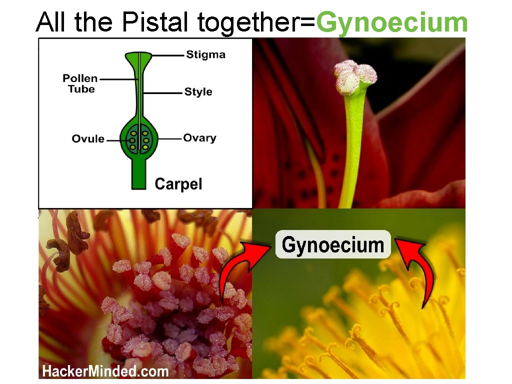 Flowers Structure and function Leanring outcomes from this