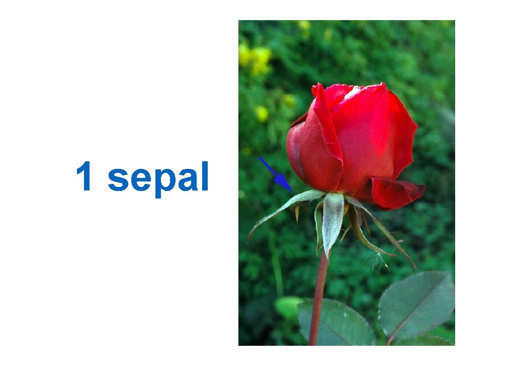 Flowers Structure and function Leanring outcomes from this