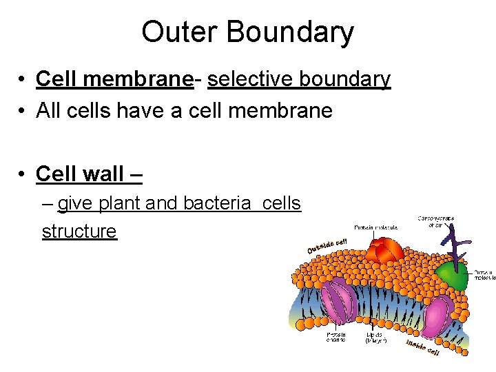 Cellular Structure Biology Mr Foster Write what is