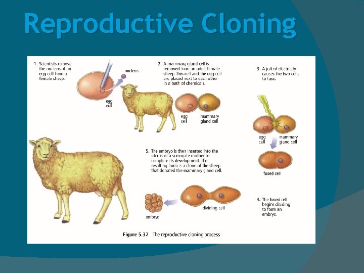 CHAPTER 5 Asexual Reproduction Types Section 5 2