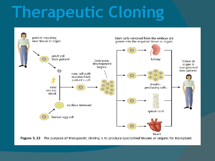 CHAPTER 5 Asexual Reproduction Types Section 5 2