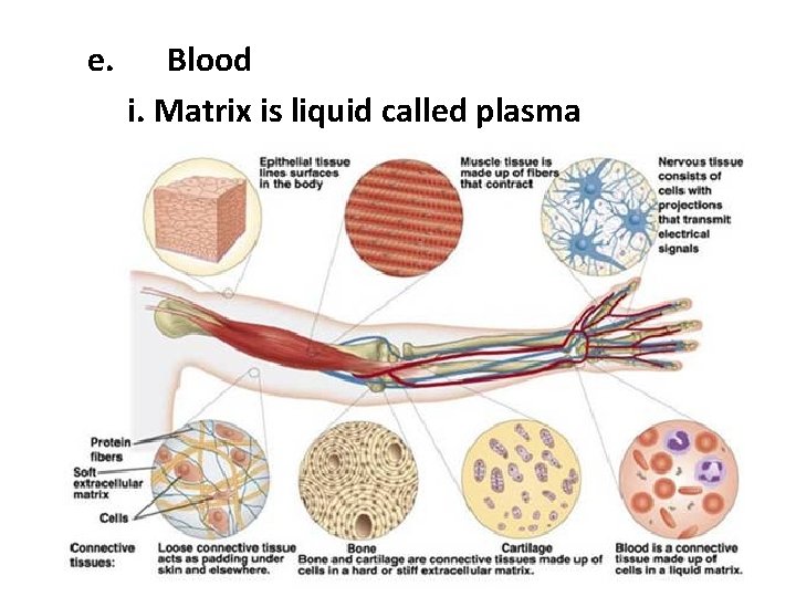 Human Physiology Digestive System Biology 12 I Human