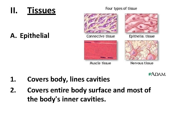 Human Physiology Digestive System Biology 12 I Human
