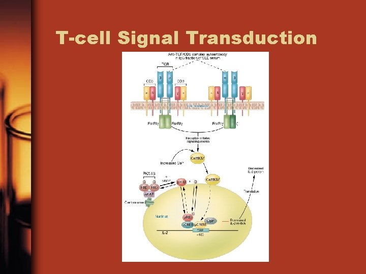 Systemic Lupus Erythematosus Steve Beesley History 1948 Malcolm