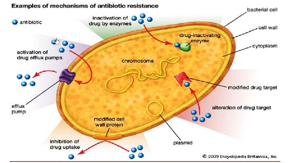 Mechanisms of antibiotic resistance The main mechanisms of