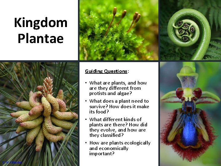 Kingdom Plantae Guiding Questions What are plants and