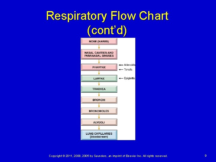 Chapter 12 Respiratory System Lesson 12 1 External
