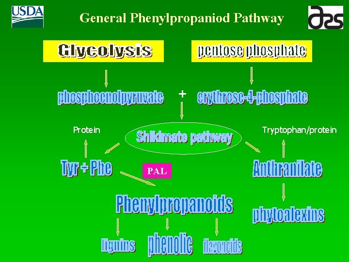OUTLINE OF PRESENTATION Phenylpropanoidavenanthramide biosynthesis ...