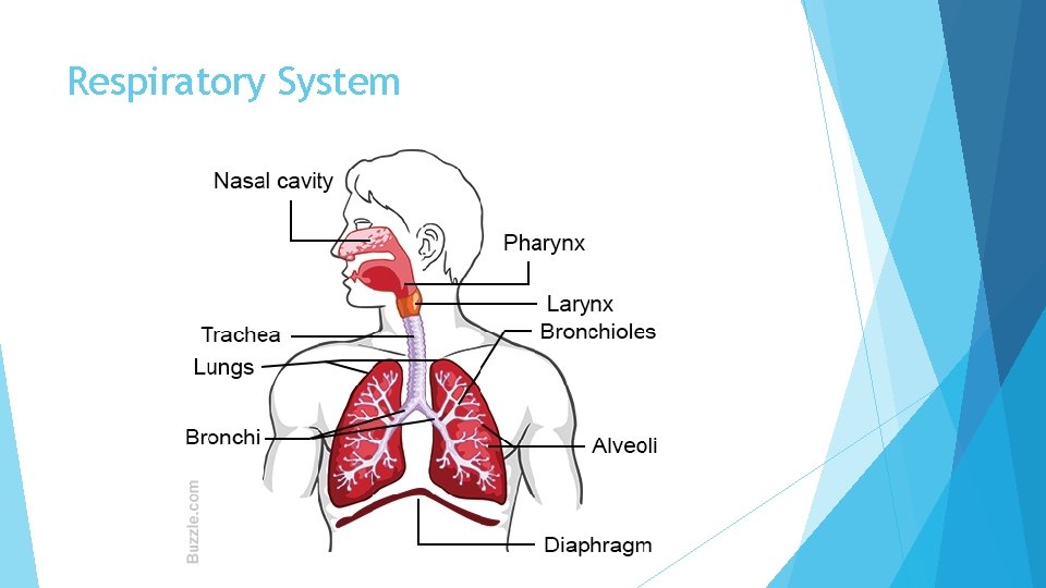 Respiratory System Main Function The exchange of oxygen