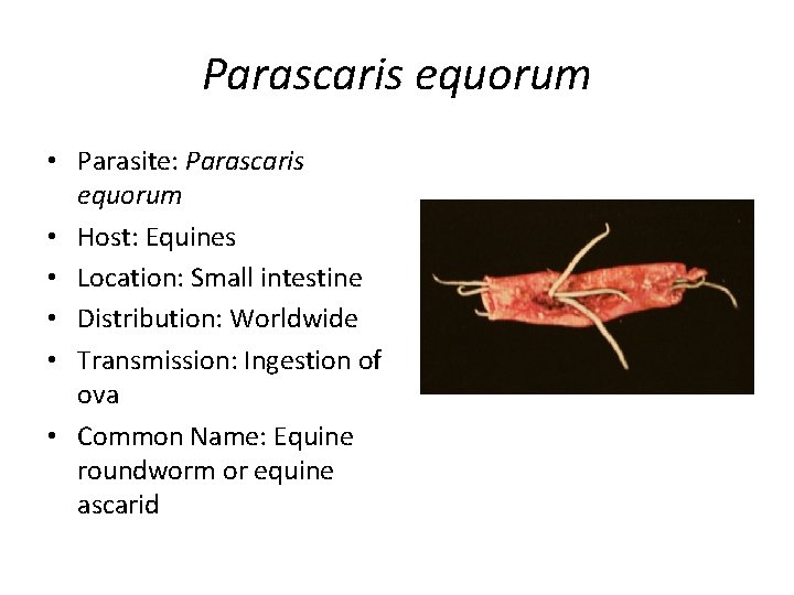 Nematodes That Affect Equines Nematodes That Affect Equines