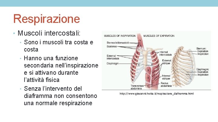 CENNI DI FISIOLOGIA E PATOLOGIA DELLAPPARATO RESPIRATORIO Dott