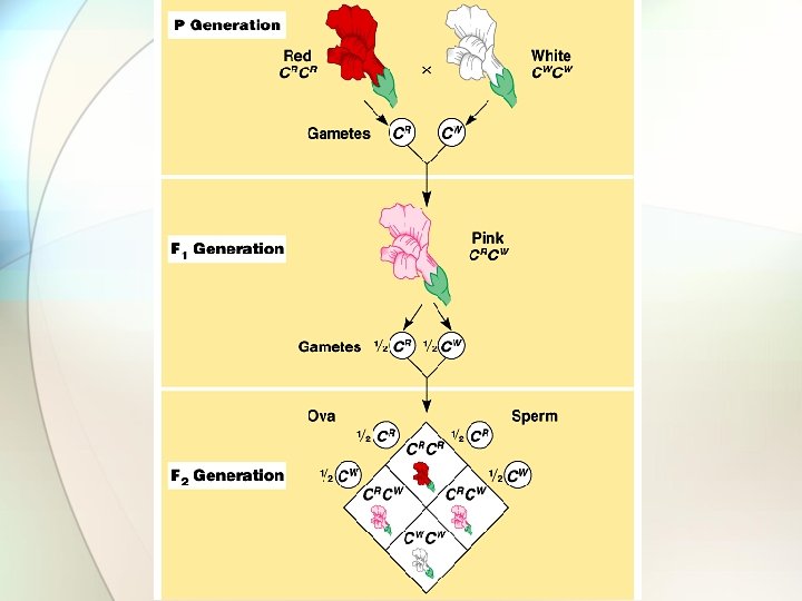 CHAPTER 4 EXTENSIONS OF MENDELIAN GENETICS What happens