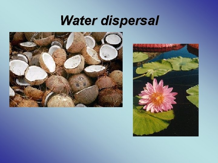 Sexual reproduction in flowering plants Lesson objectives By