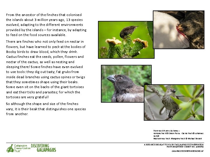 Simon Pierce Galapagos Adaptations Famous Finches A RESOURCE