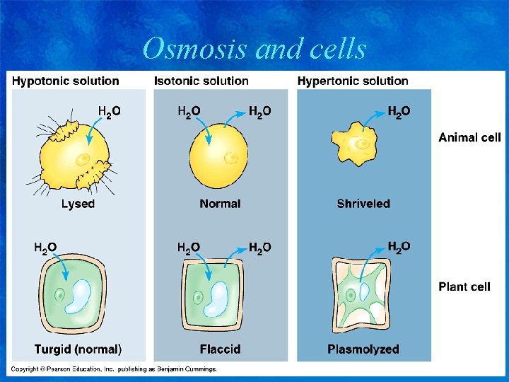 MOVEMENT ACROSS MEMBRANES Role of plasma membrane Maintains