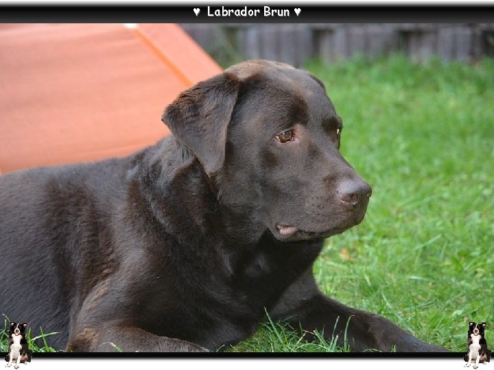 LALPHABET DES CHIENS N 1 AUTOMATIQUE Affenpinscher originaire